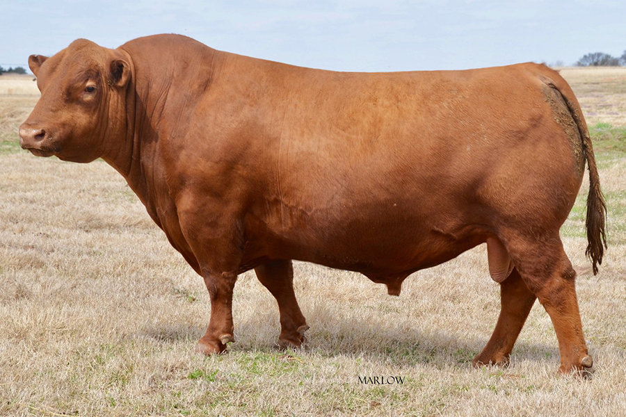 DUFF HD 2046 – Premium Beef Genetics