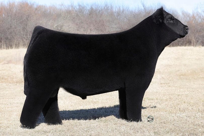 Club Calf – Premium Beef Genetics