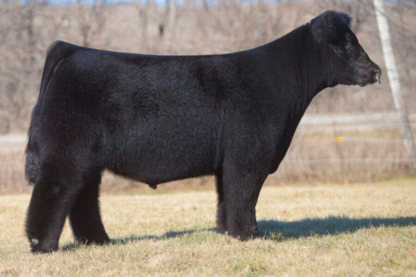 FRONT & CENTER – Premium Beef Genetics