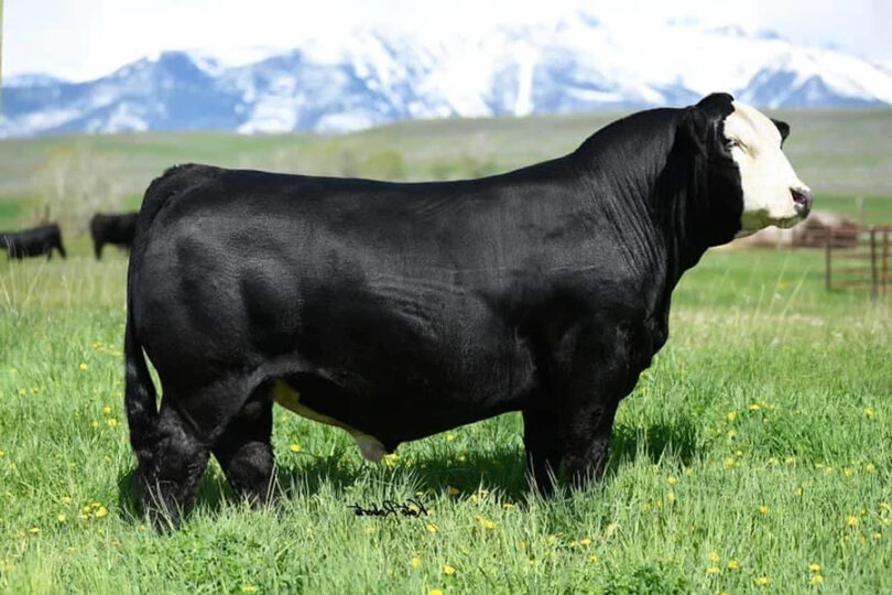 Simmental – Premium Beef Genetics