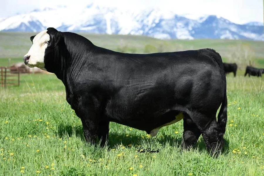 Simmental – Premium Beef Genetics