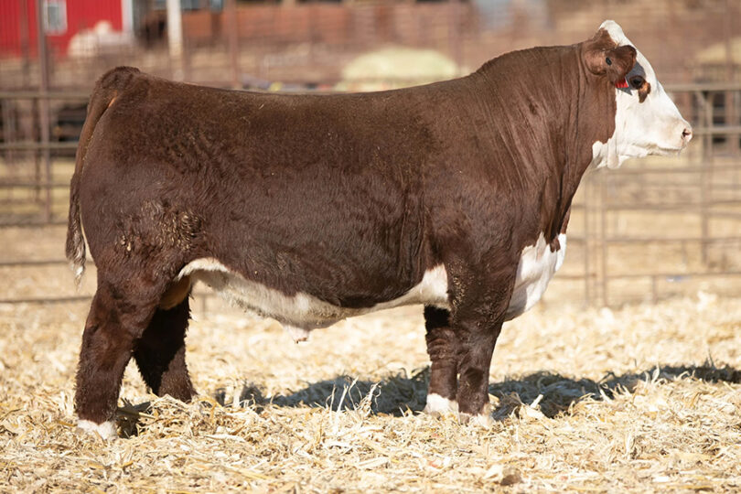 Hereford – Premium Beef Genetics