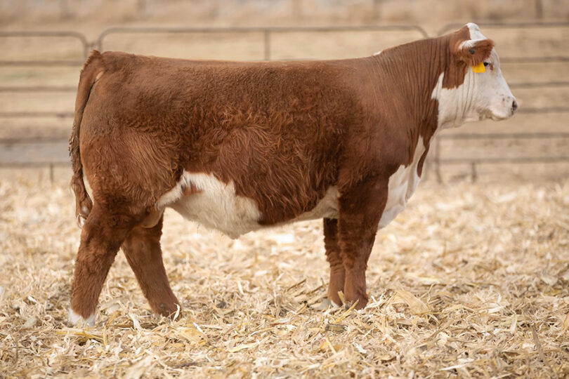 Hereford – Page 2 – Premium Beef Genetics
