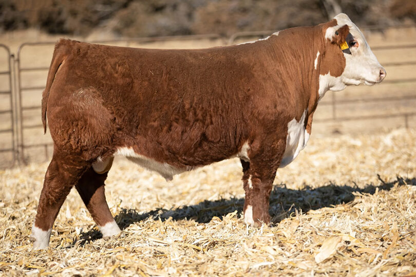 Hereford – Premium Beef Genetics