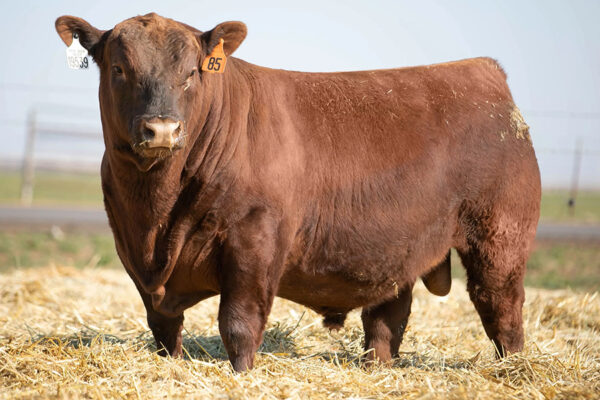 DUFF RED BLOOD 18114 – Premium Beef Genetics