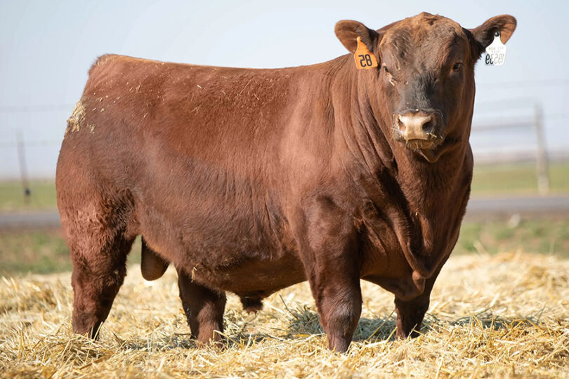 DUFF RED WOOD 1941 – Premium Beef Genetics