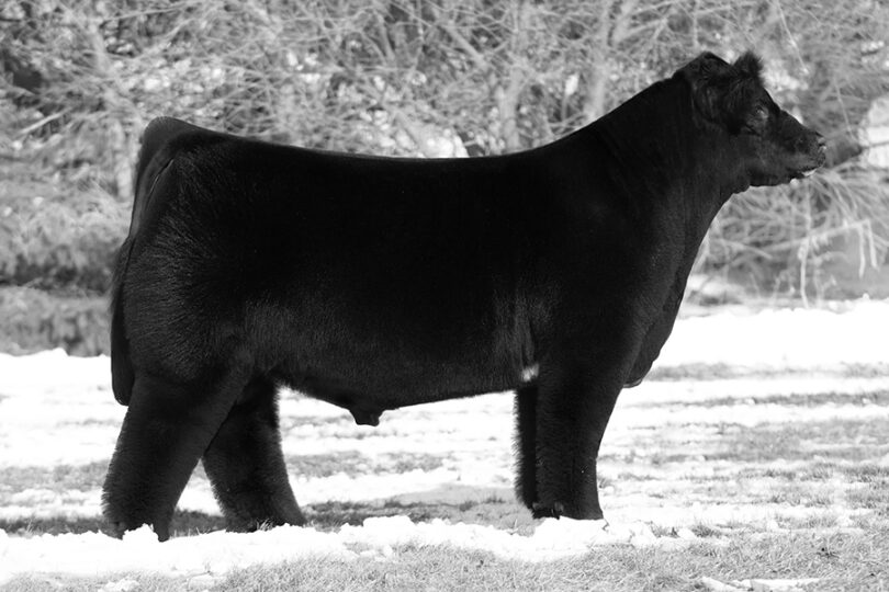 HOW GREAT THOU ART – Premium Beef Genetics