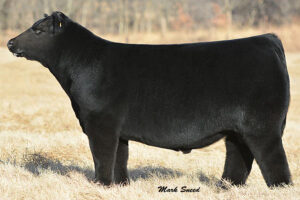 DUEL ICON 802F – Premium Beef Genetics