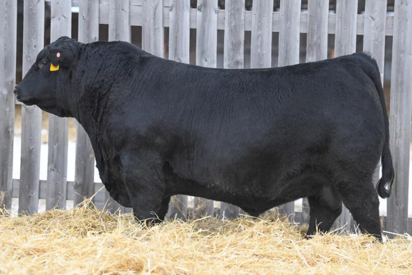 ELLINGSON BOLD – Premium Beef Genetics