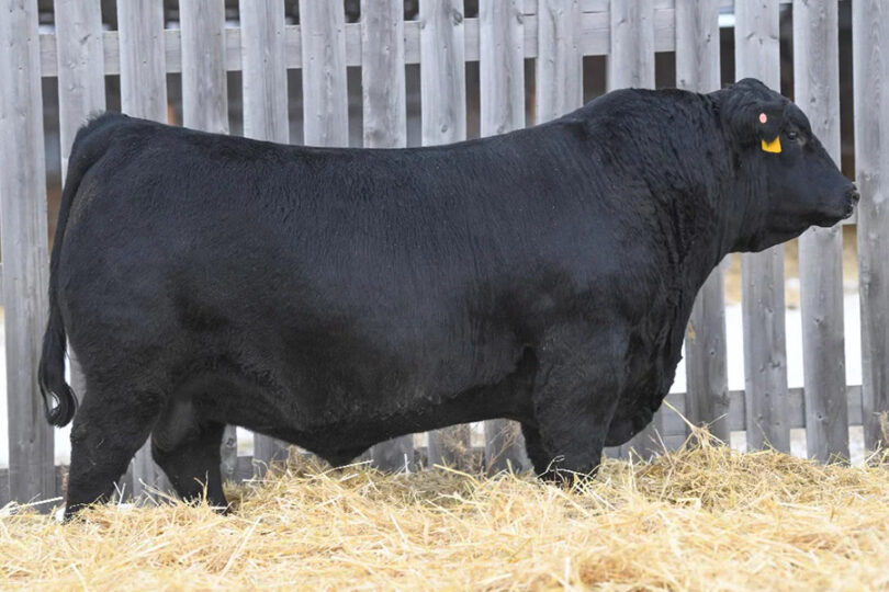 SAV MAGNUM 1335 – Premium Beef Genetics