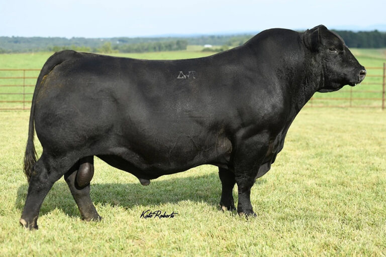 BOYD BELLRINGER 2010 – Premium Beef Genetics