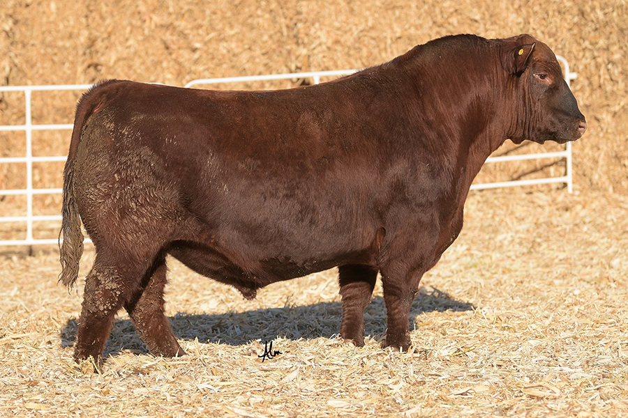 Red Angus – Page 2 – Premium Beef Genetics
