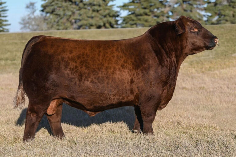 DUFF RED BLOOD 18114 – Premium Beef Genetics