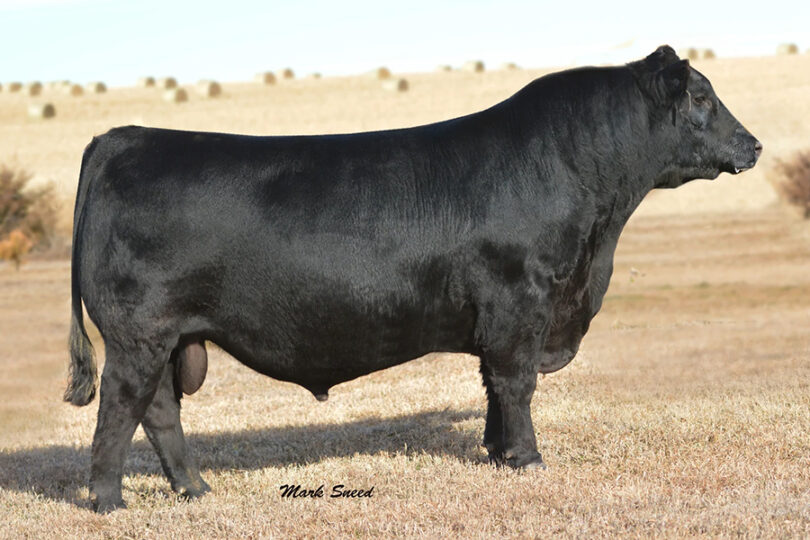 Black Angus – Page 4 – Premium Beef Genetics