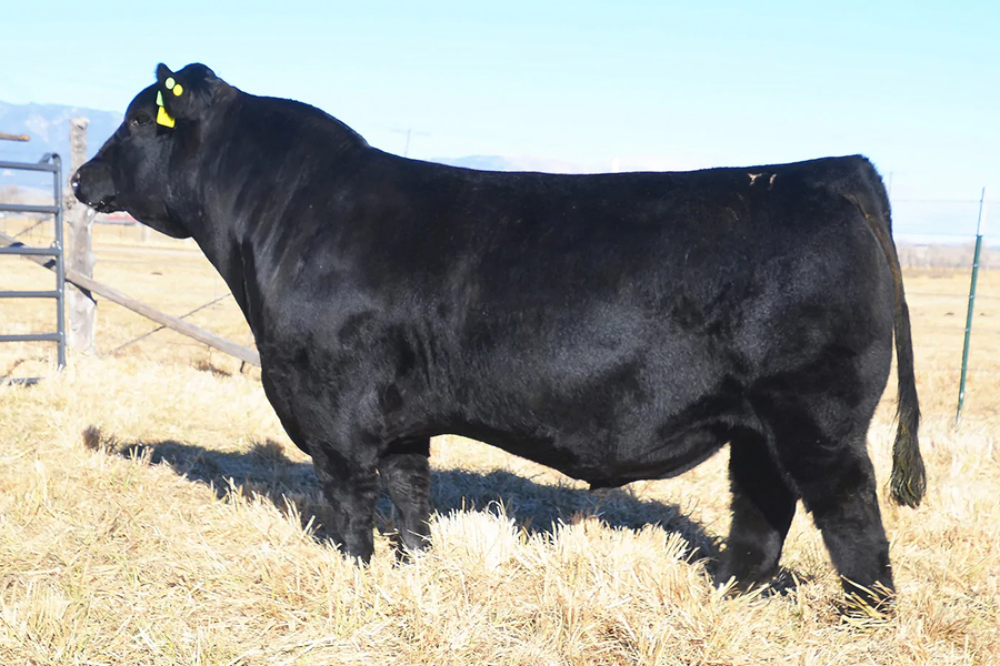 Simmental – Page 2 – Premium Beef Genetics