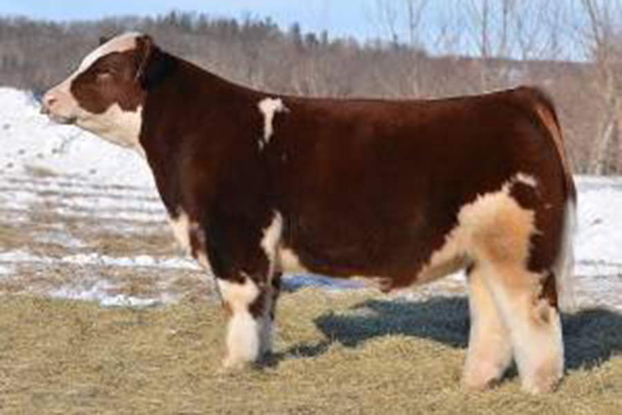 COLOR CODED – Premium Beef Genetics