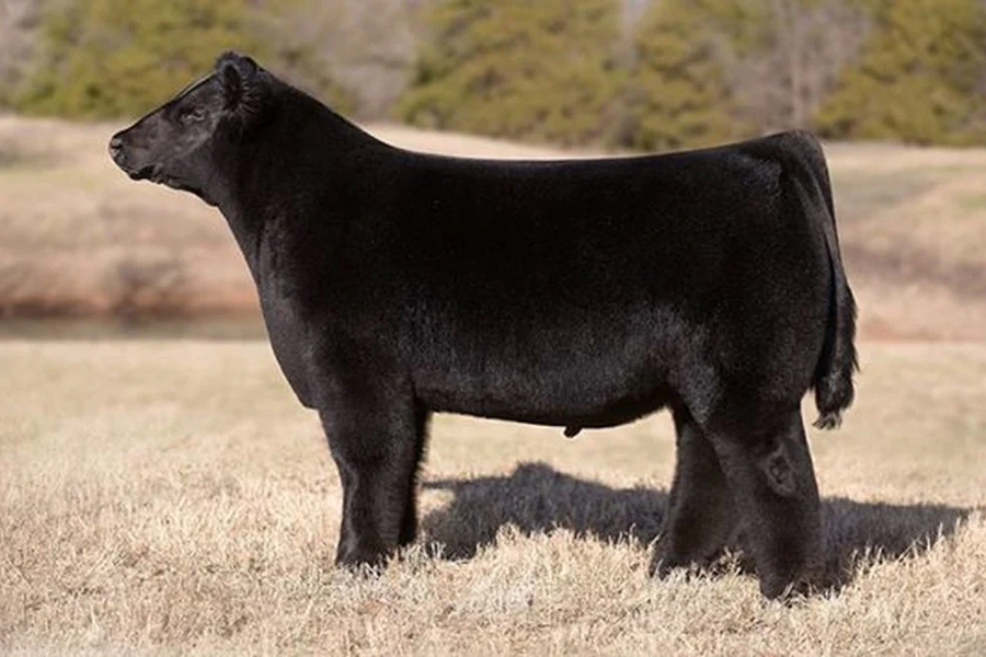 FRONT & CENTER – Premium Beef Genetics