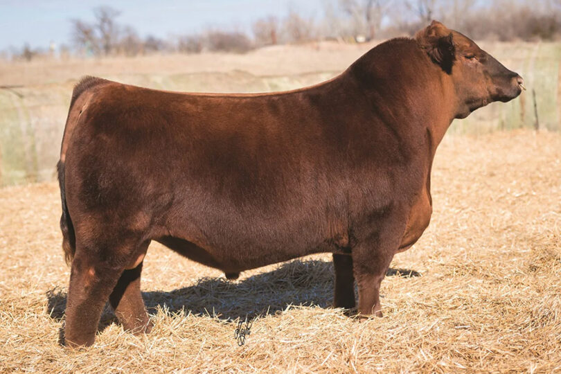 Red Angus – Page 3 – Premium Beef Genetics