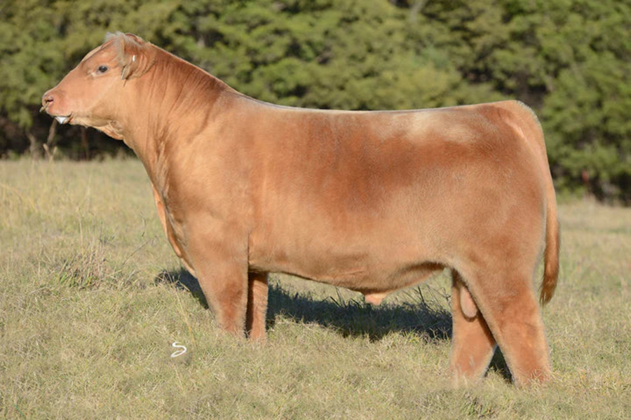 Premium Beef Genetics