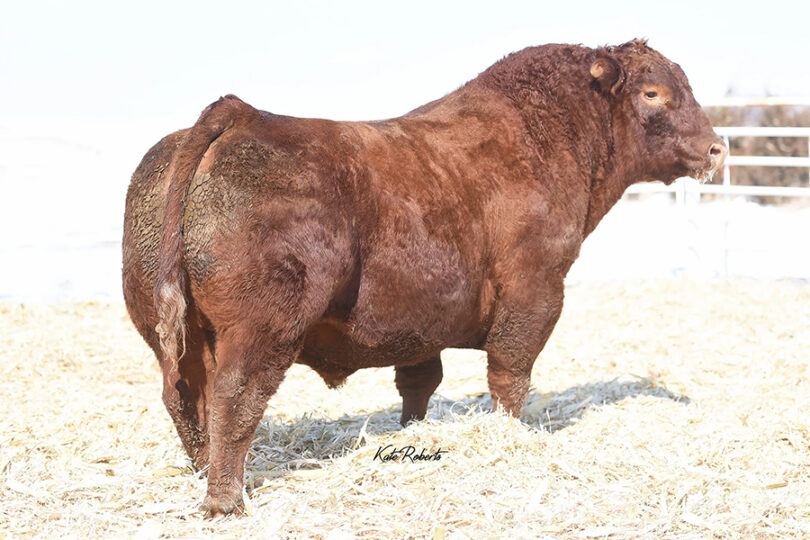 KJHT POWER TAKE OFF – Premium Beef Genetics