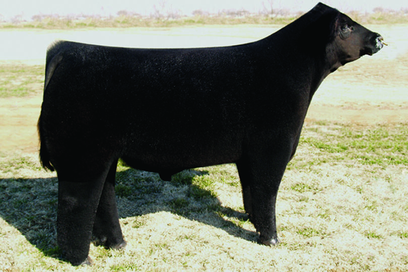 Club Calf – Page 2 – Premium Beef Genetics