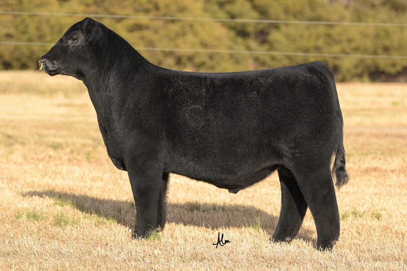 Maine-Anjou – Page 2 – Premium Beef Genetics