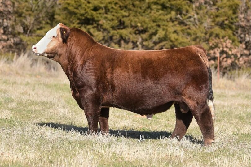 Simmental – Page 2 – Premium Beef Genetics