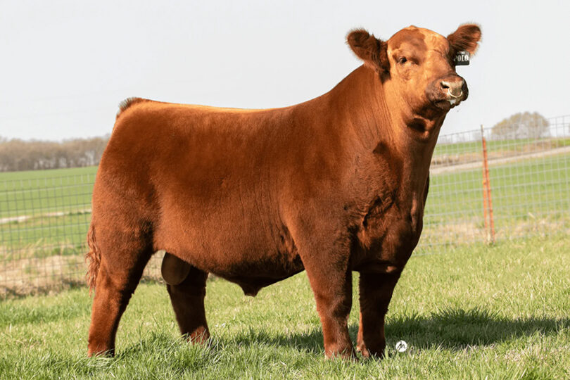 DUFF RED BLOOD 18114 – Premium Beef Genetics