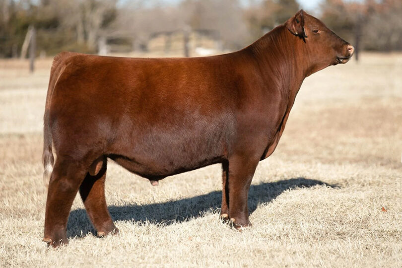 DUFF RED BLOOD 18114 – Premium Beef Genetics