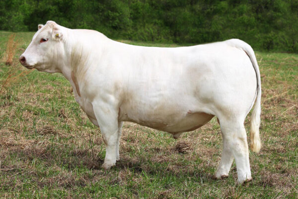 Charolais – Premium Beef Genetics