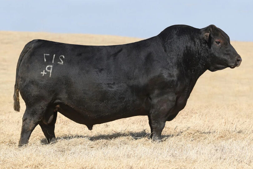 Black Angus – Page 3 – Premium Beef Genetics
