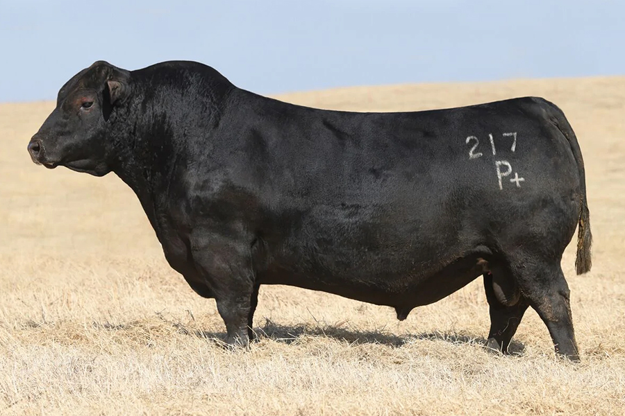 DUFF PURE BEEF 217 – Premium Beef Genetics