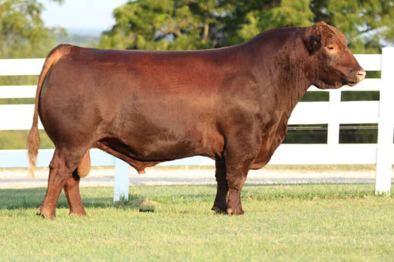 DUFF RED BLOOD 18114 – Premium Beef Genetics
