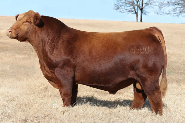 Simmental – Premium Beef Genetics
