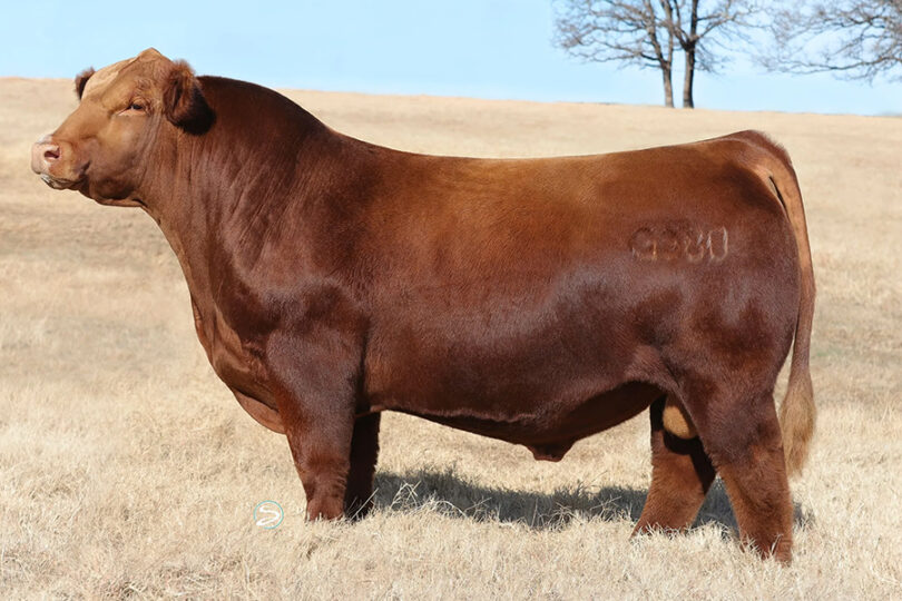 Simmental – Premium Beef Genetics