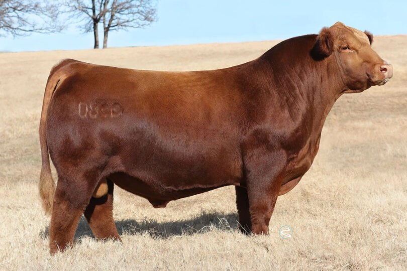 Simmental – Premium Beef Genetics