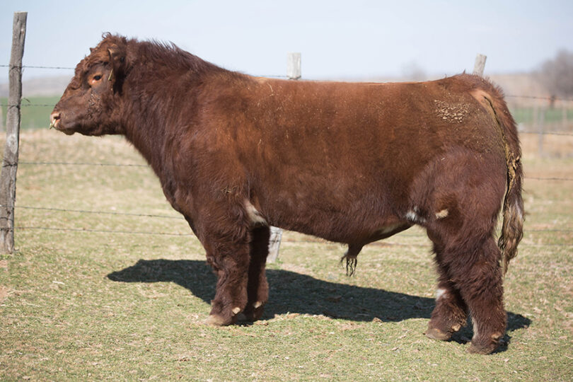 FRONT & CENTER – Premium Beef Genetics