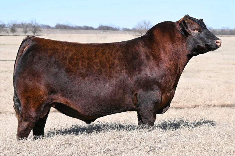 TWG RED EYE SPECIAL 301F – Premium Beef Genetics