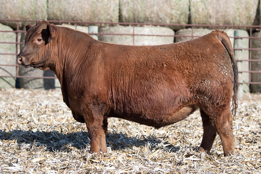 Red Angus – Page 4 – Premium Beef Genetics