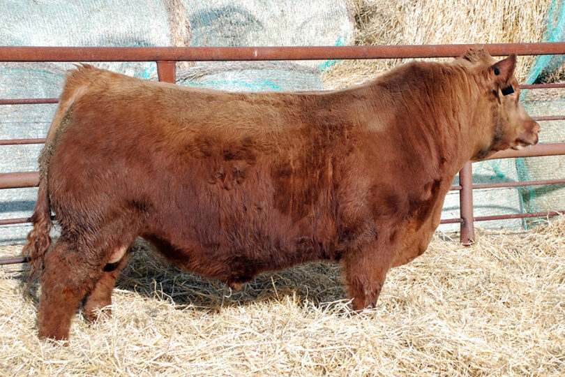 ALT MOON SHOT 920G – Premium Beef Genetics
