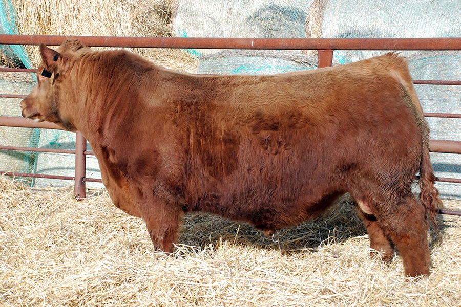 RED SIX MILE CAR LOAD 275D – Premium Beef Genetics