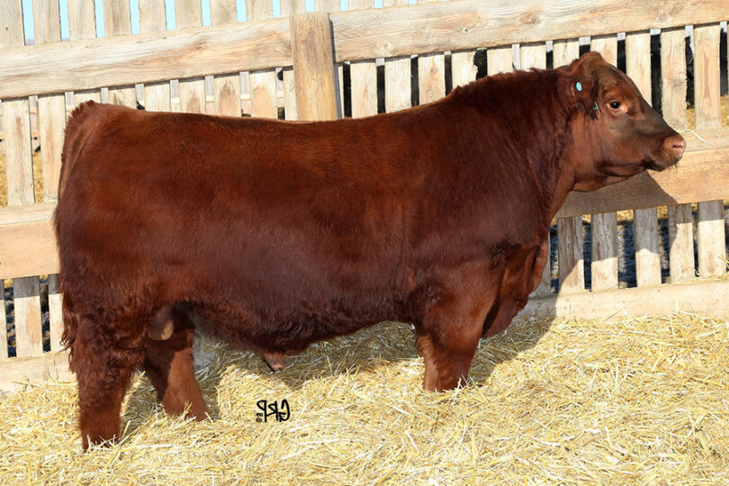 RED U-2 RENOWN 193C – Premium Beef Genetics