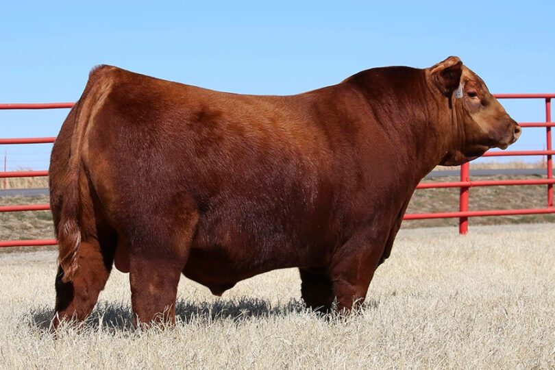 DUFF RED WINE 19540 – Premium Beef Genetics