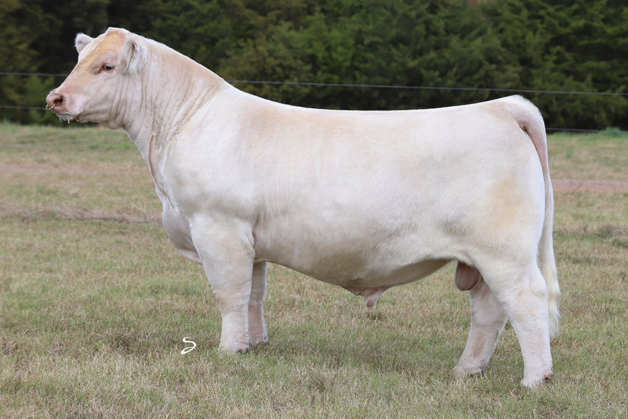 CCC WC REDEMPTION 7143 PLD ET – Premium Beef Genetics