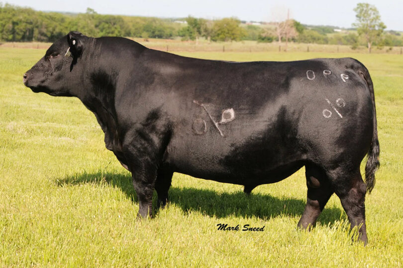 Black Angus – Page 2 – Premium Beef Genetics