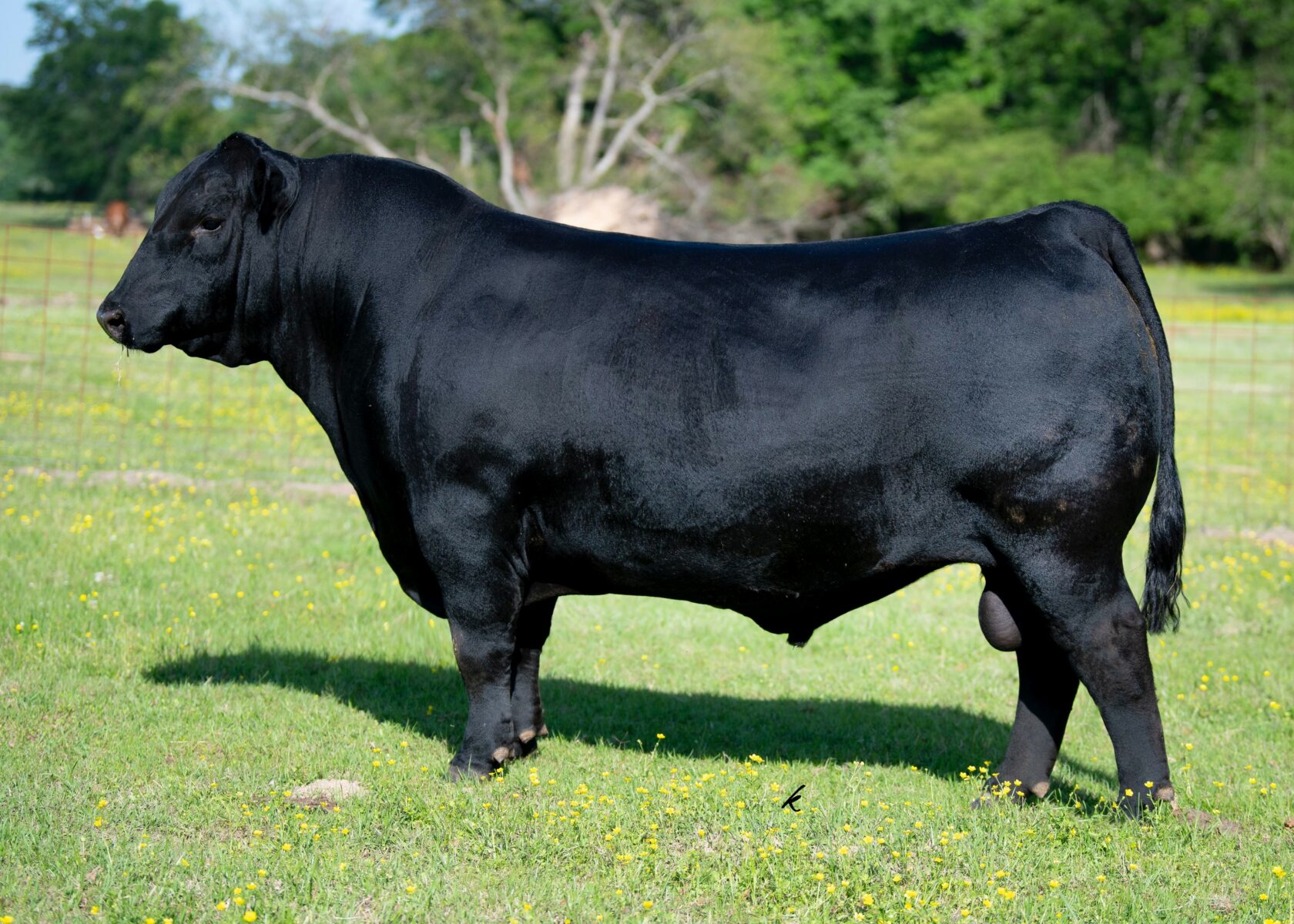 LF SHOCK & AWE 9062 – Premium Beef Genetics
