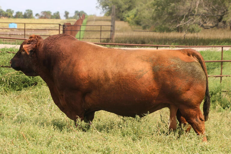 DUFF HD 2046 – Premium Beef Genetics