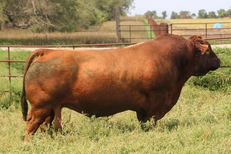 DUFF HD 2046 – Premium Beef Genetics