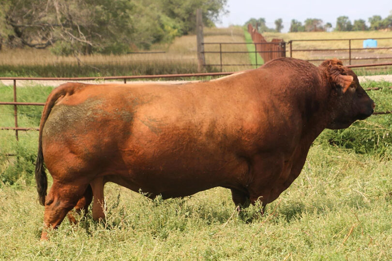 DUFF HD 2046 – Premium Beef Genetics