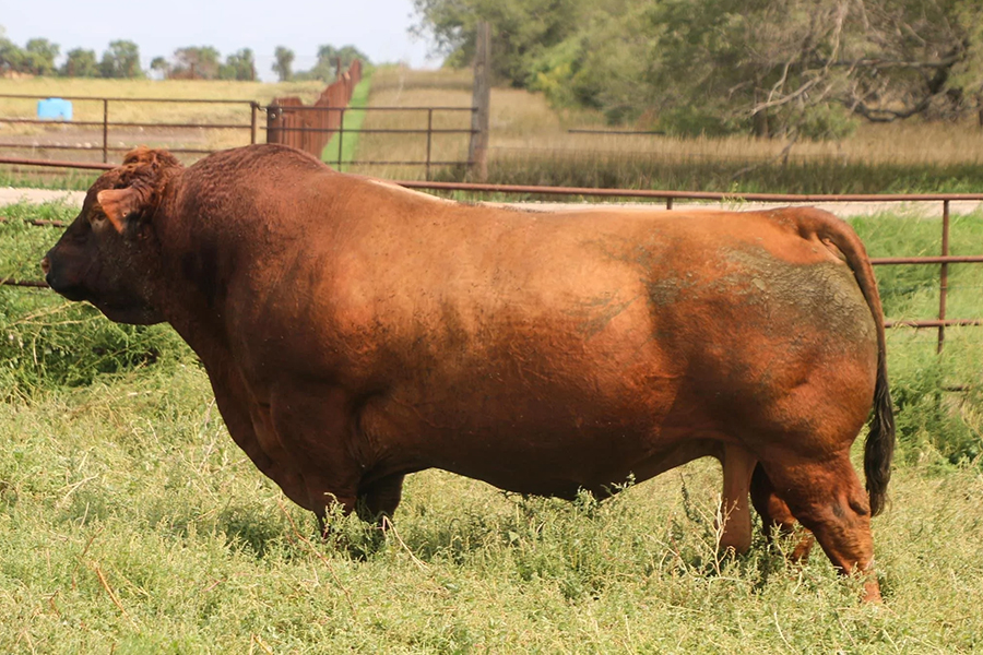 DUFF HD 2046 – Premium Beef Genetics